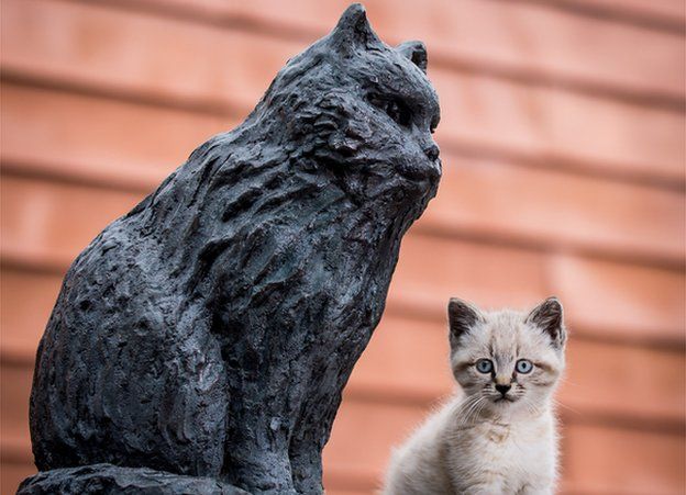 Kitten named Official Mouser at Glenturret distillery - BBC News
