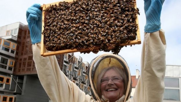 Pesticide ban call to save bees - BBC News