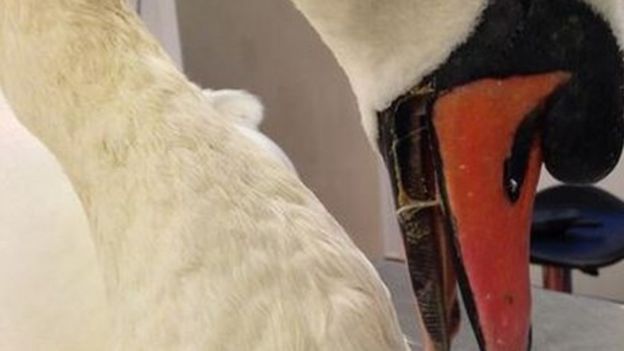 Swan shot with crossbow has operation to help it breathe - BBC News