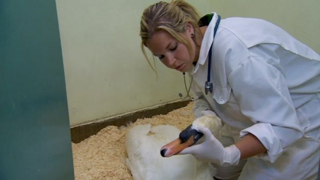 Swan shot with crossbow is ready to be released into the wild - BBC News
