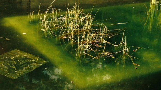 Watford town centre's revamped pond branded 'cesspit' - BBC News