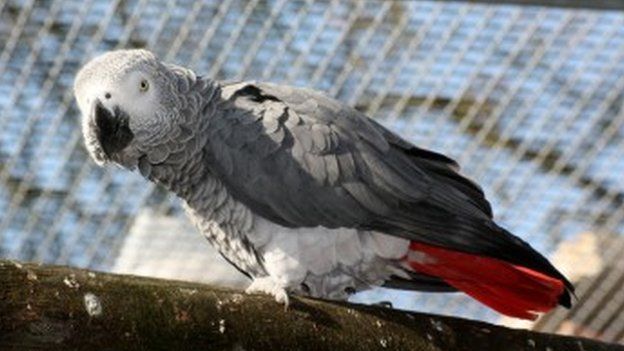 Darlington's South Park's swearing parrot Max dies - BBC News