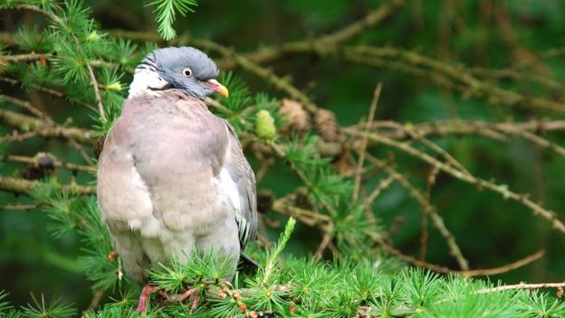 Your pictures of Scotland: 20 - 27 June - BBC News