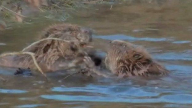 Wild beavers spotted in Devon to be 'rehomed' - BBC News