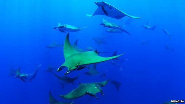 Deep dives of devil rays solve 'mystery' of warm brain - BBC News