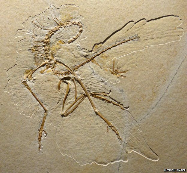 Early bird Archaeopteryx 'wore feather trousers' for display - BBC News