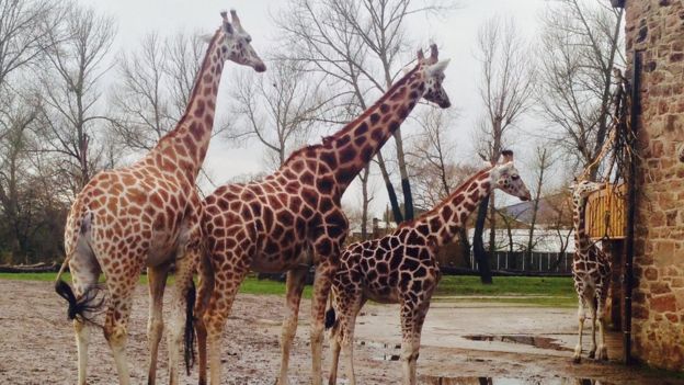 Giraffe's long lost cousin found? - BBC News