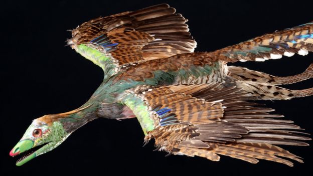 Four-winged dinosaur is 'biggest ever' - BBC News