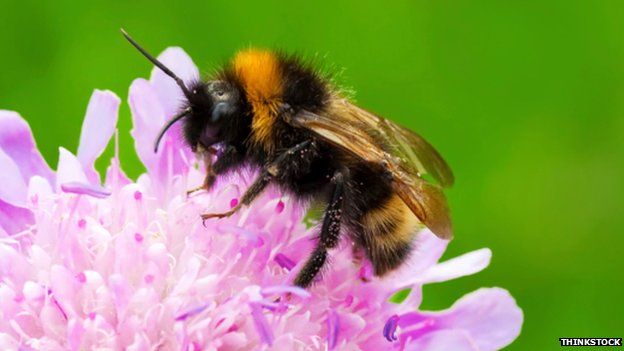 Bumblebee watchers urged to help map UK species - BBC News