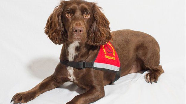 Assistance dogs: How to spot them - BBC News
