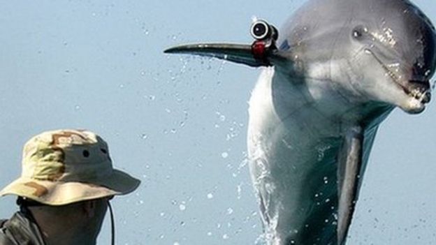 Dogs of war: How man's best friend joined him at the front - BBC News