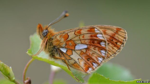 Rare butterflies have 'stronghold' at Marsland, Devon - BBC News