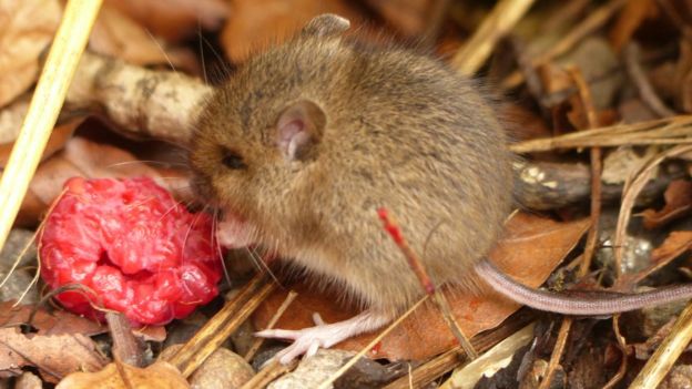 Your pictures of Scotland: 4 - 11 July - BBC News