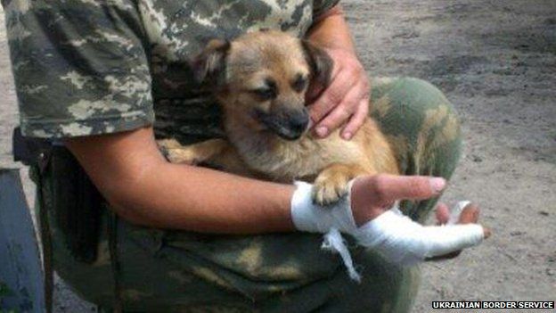 Canine intuition 'saves Ukrainian troops' - BBC News