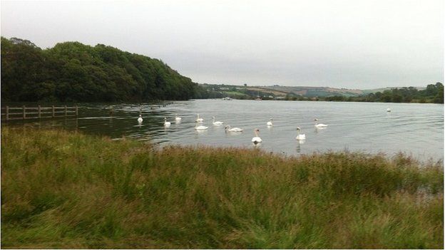 Council rows with Devon 'swan man' about feeding birds - BBC News