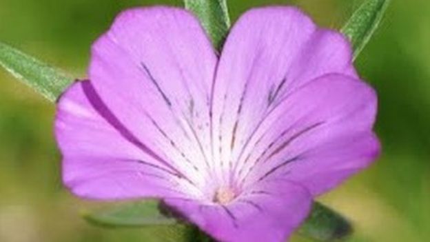 'Extinct' rose discovered in garden hedge in Gloucester - BBC News