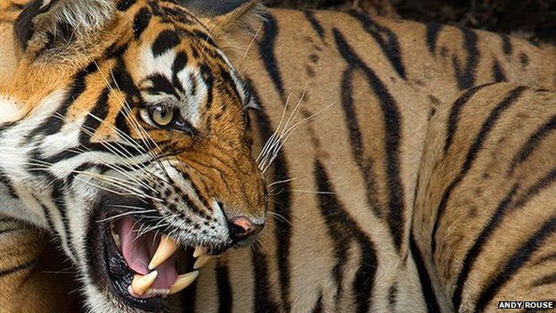 Andy Rouse captures tiger cub photos in Indian heat - BBC News