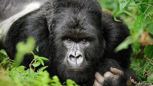 Andy Rouse captures tiger cub photos in Indian heat - BBC News