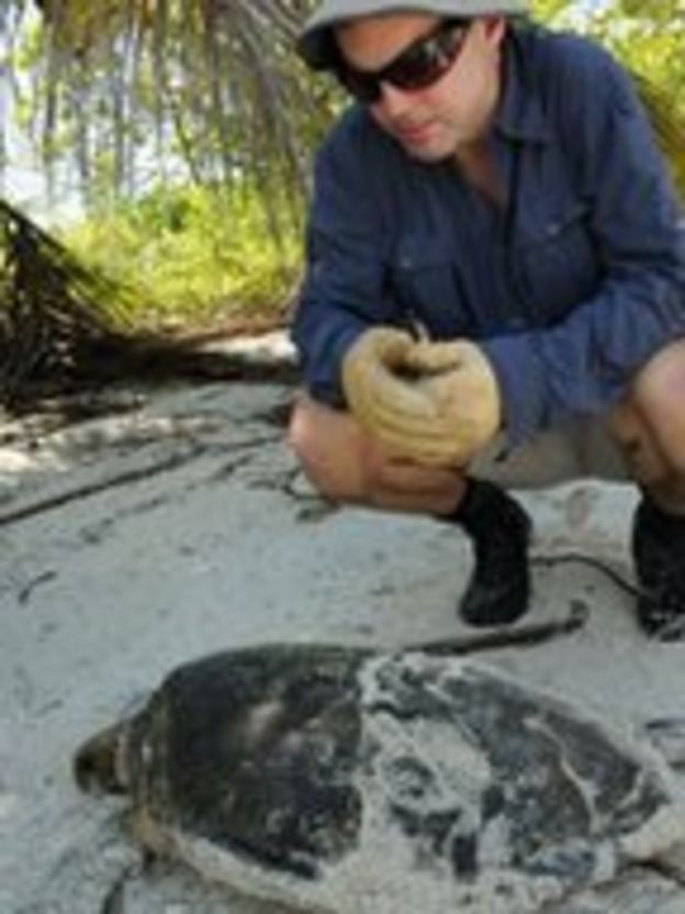 Green sea turtle migrates huge distance in Indian Ocean - BBC News