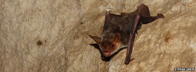 Bats 'fly by polarised light' - BBC News
