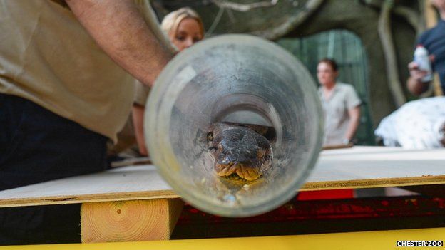 Giant python gets a health check - BBC News