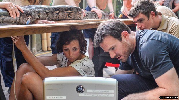 Giant python gets a health check - BBC News