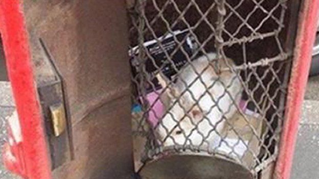 Rabbit's ears 'cut off with scissors' in Bradford park - BBC News