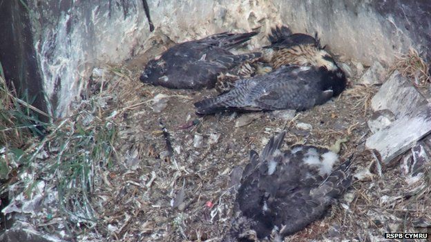 Four peregrine falcons found dead at Dyffryn Nantlle - BBC News