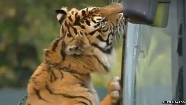 Tiger bites keeper at Australia Zoo in Queensland - BBC News