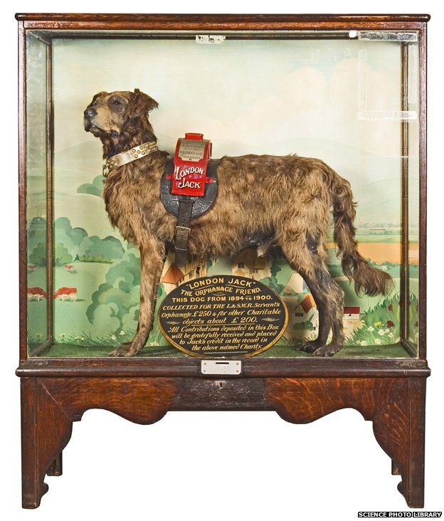 The dead dog that changed colour twice - BBC News