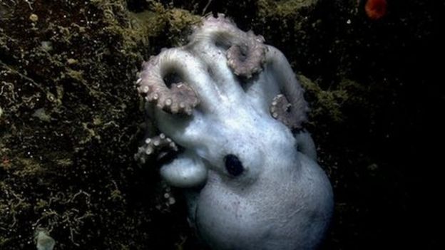 How octopuses co-ordinate their arms - BBC News