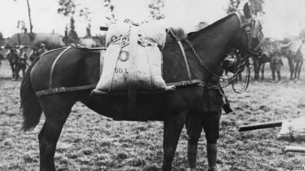 The role of animals during World War One - BBC Newsround