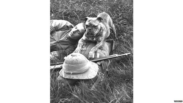 The role of animals during World War One - BBC Newsround