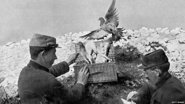 The role of animals during World War One - BBC Newsround