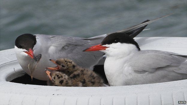 Preston Marina common terns enjoy 'most successful season' - BBC News
