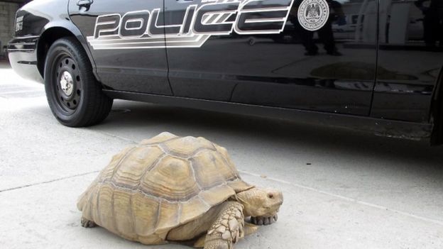Toy car fitted to three-legged tortoise - BBC Newsround