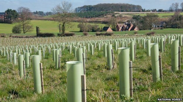 England's National Forest Company set to become charity - BBC News