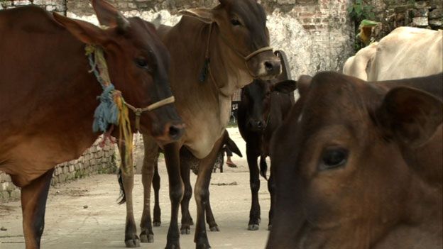 The Indian Animal Farm where Orwell was born - BBC News