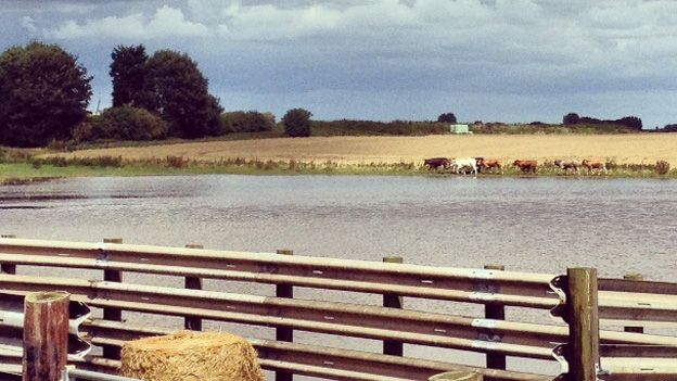 Environment Agency denies faulty gate caused Humber farm flood - BBC News