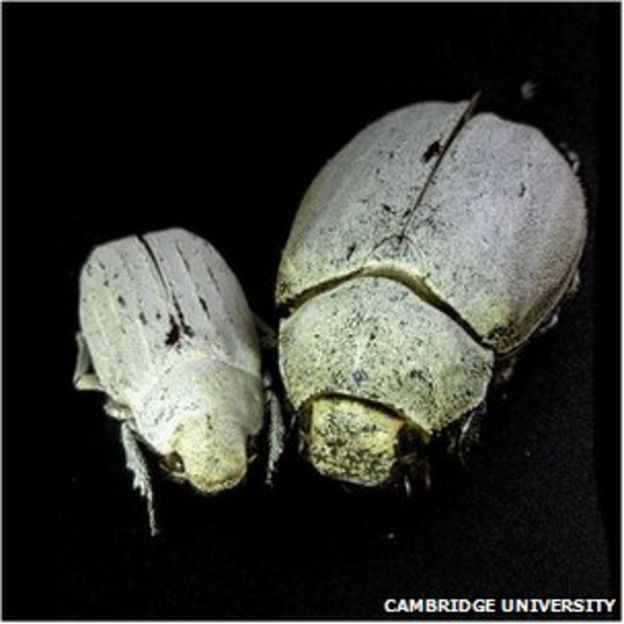 Beetles' whiteness understood - BBC News