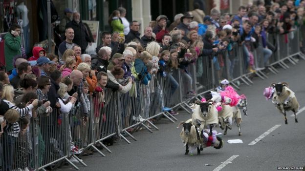 In pictures: Moffat sheep races - BBC News
