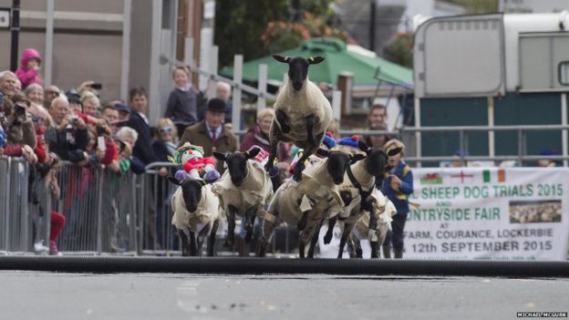 In pictures: Moffat sheep races - BBC News