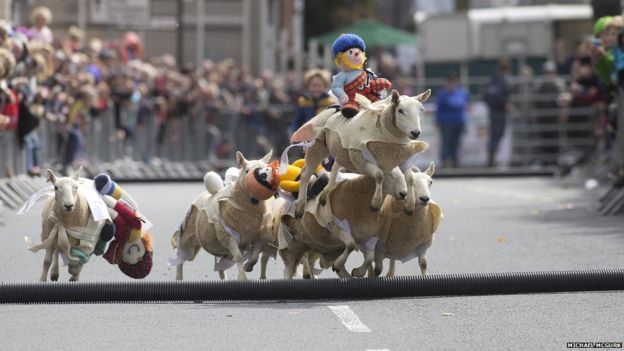 In pictures: Moffat sheep races - BBC News