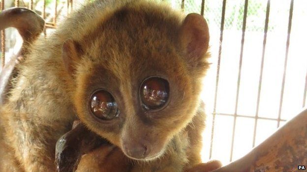 Monkey World rescues Maldives drugs raid slow loris - BBC News