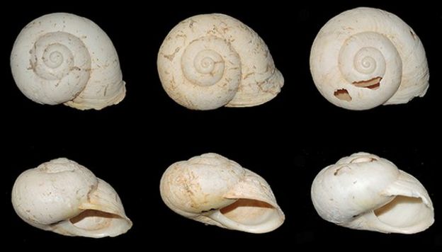 Earliest evidence of snail-eating - BBC News