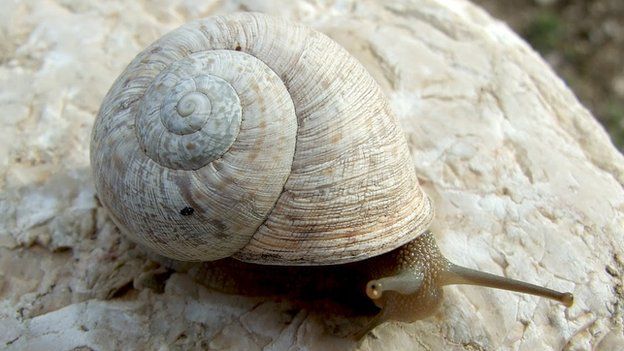 Hermaphrodite snail named after marriage equality - BBC News