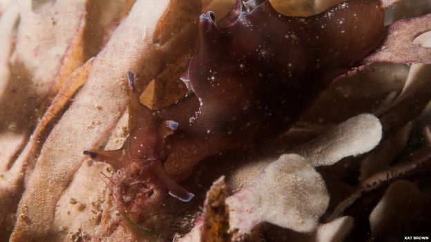 Porlock Bay rare species found in marine study - BBC News