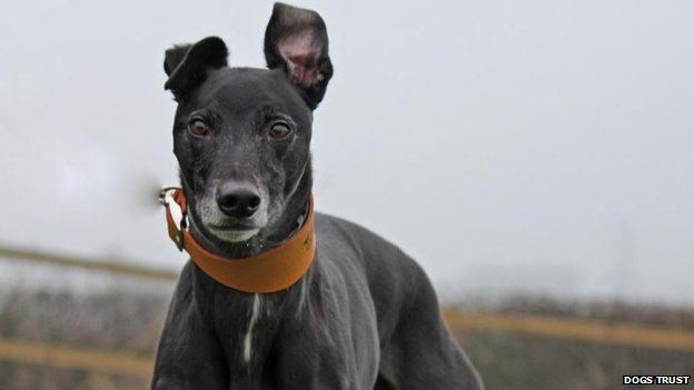 Dog Jed finds new home after being overlooked by 14,000 people - BBC News