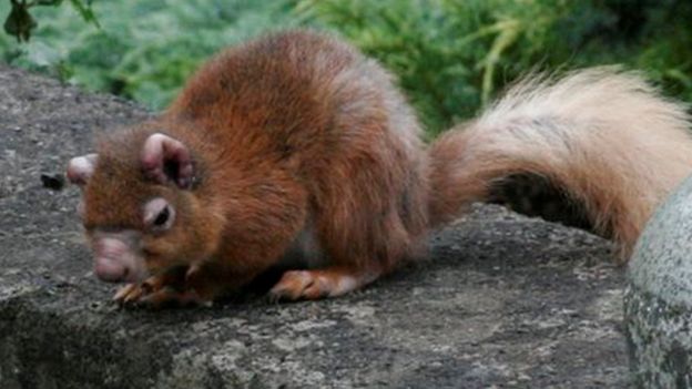 Scotland's red squirrels face leprosy threat - BBC News