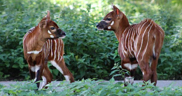 Woburn Safari Park celebrates rare bongo antelopes' birth - BBC News